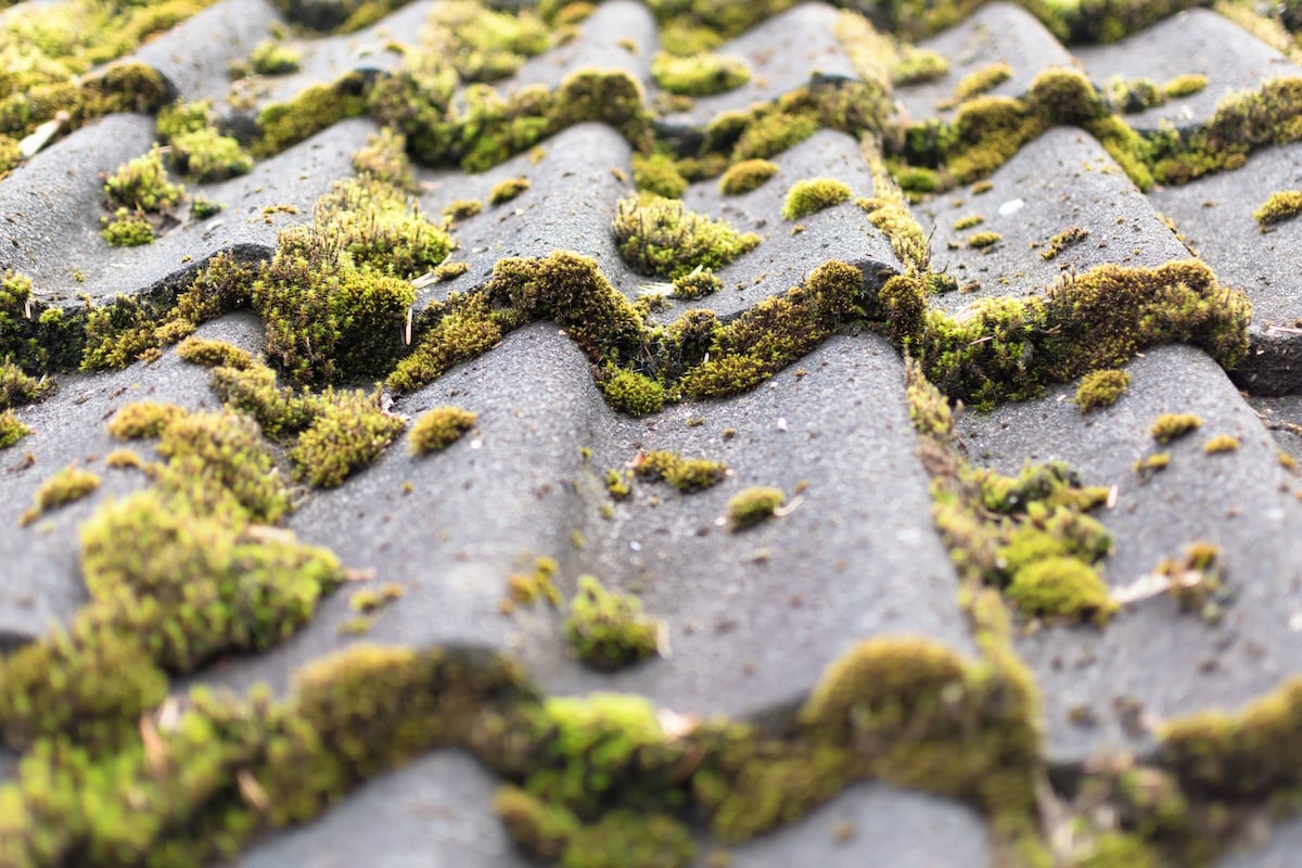 Roof Moss Removal Guide (Benefits, Maintenance Tips & More)