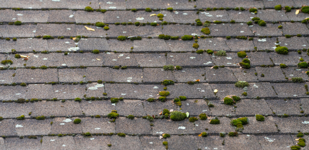 Best Time Of Year To Remove Moss From Roof Fast